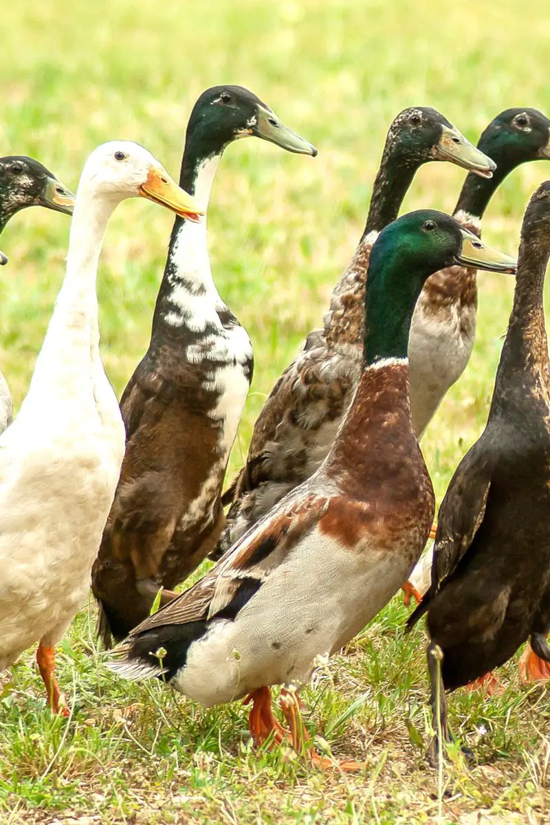 Heritage Breeds: What Are They and Why Do They Matter?