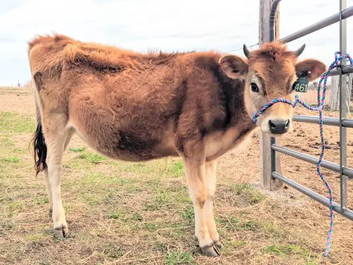 A2/A2 Milk- What's the big deal? (And How to Test YOUR Family Milk Cow)